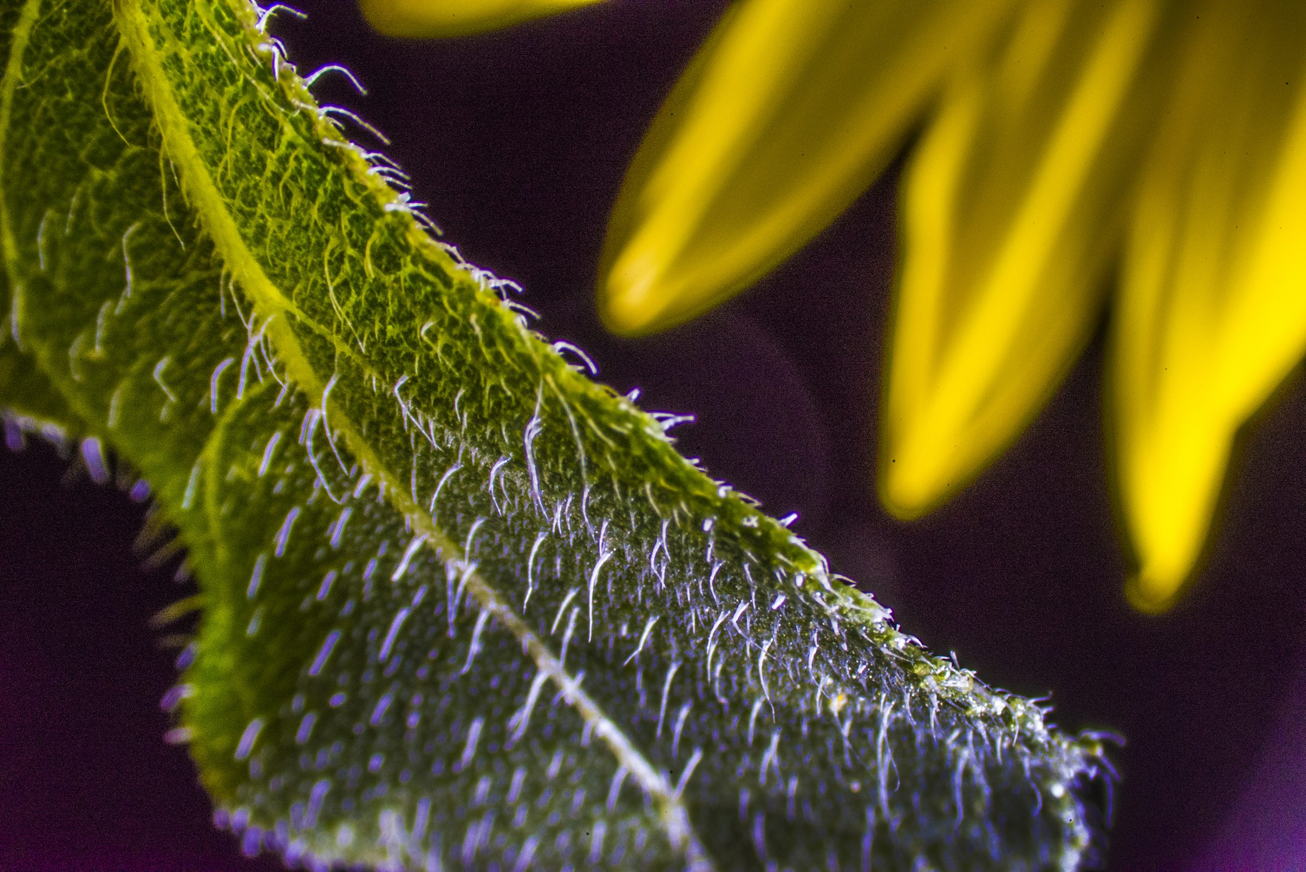 MikroMak Series - Infinity Photo-Optical Company